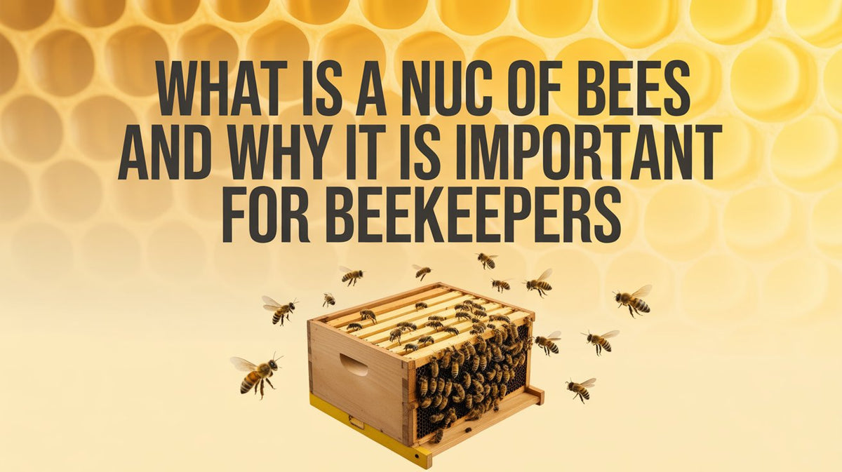 What Is a Nuc of Bees and Why Is It Important for Beekeepers?