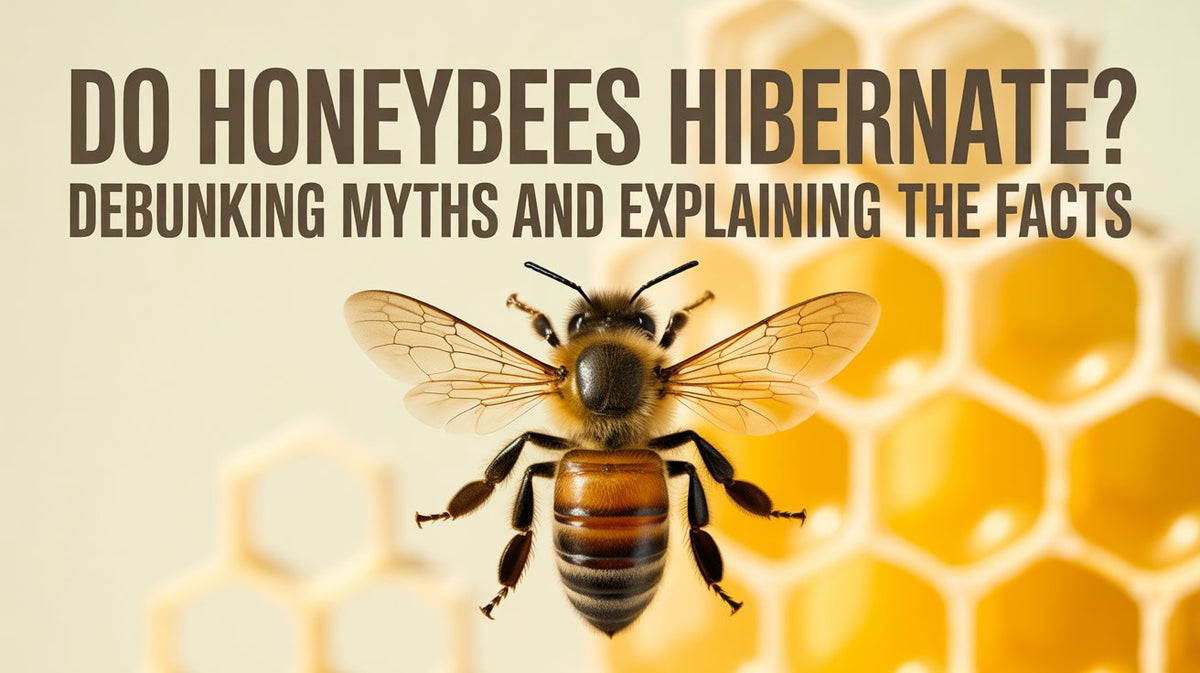 Les abeilles Hibernate? Démystifier les mythes et expliquer les faits