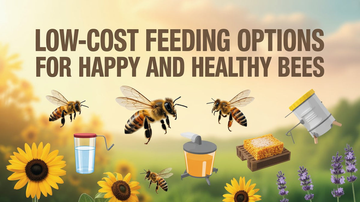 Low-Cost Feeding Options For Happy And Healthy Bees