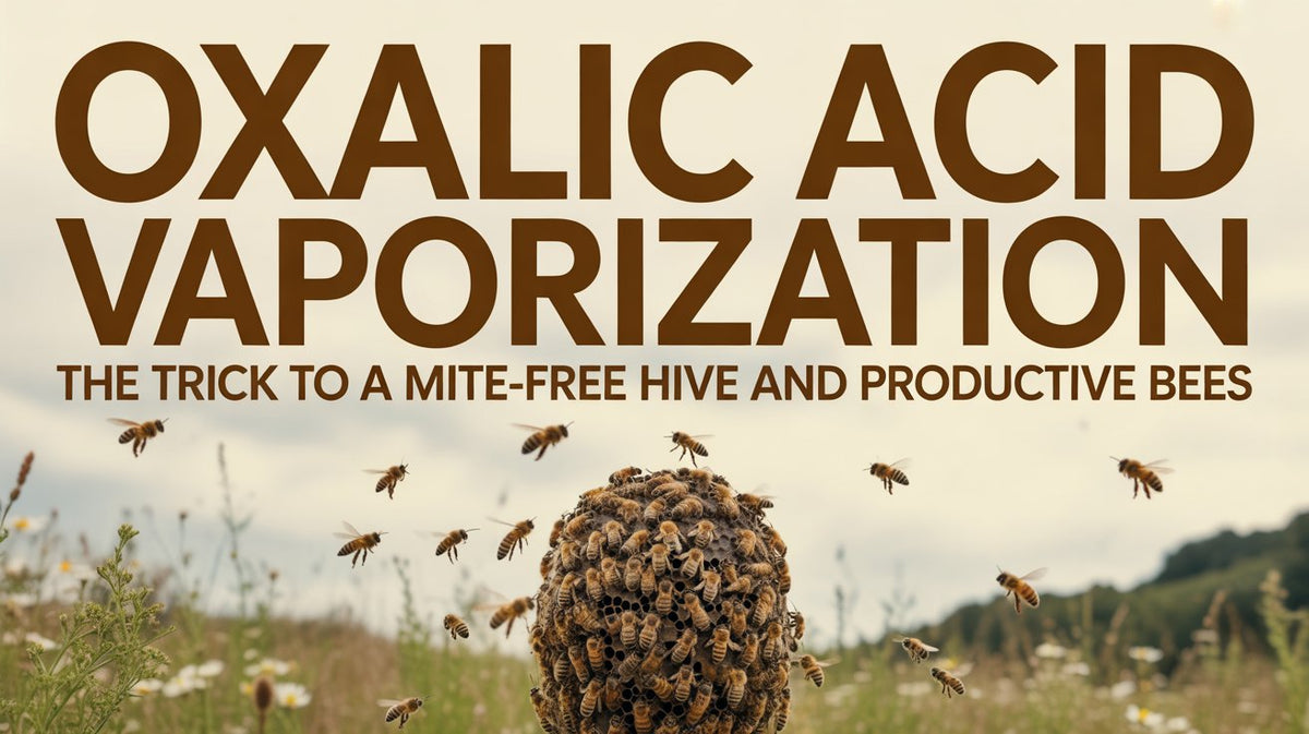 Oxalsäureverdampfung: Der Trick für einen milbenfreien Bienenstock und