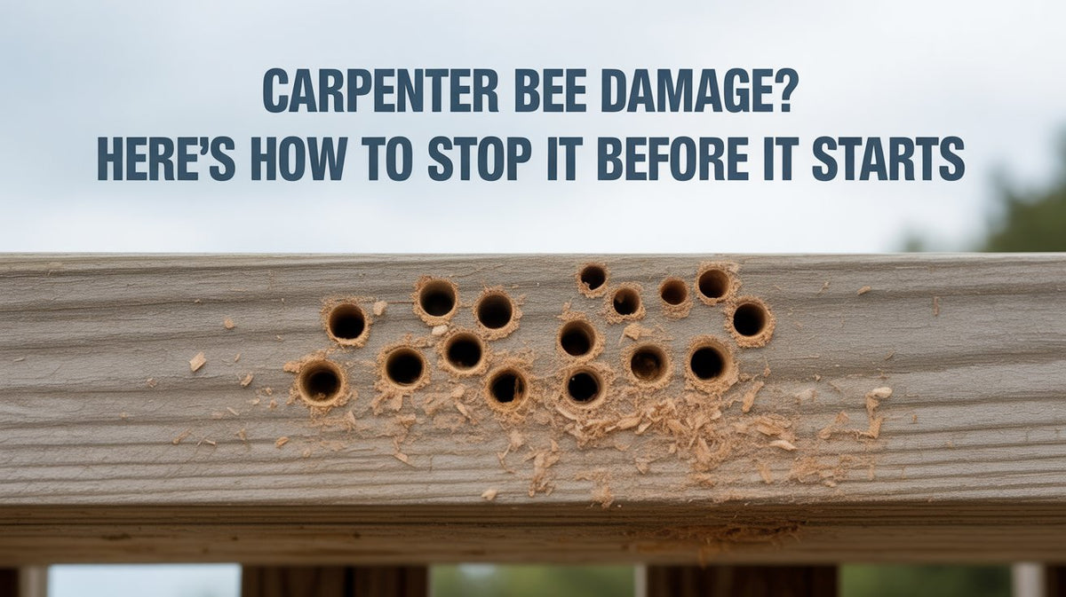 Carpenter Bee Damage? Here’s How to Stop It Before It Starts