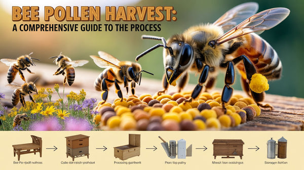 Bee Pollen Harvest: A Comprehensive Guide to the Process