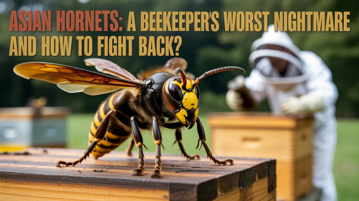 Asian Hornets: A Beekeeper’s Worst Nightmare And How To Fight Back?