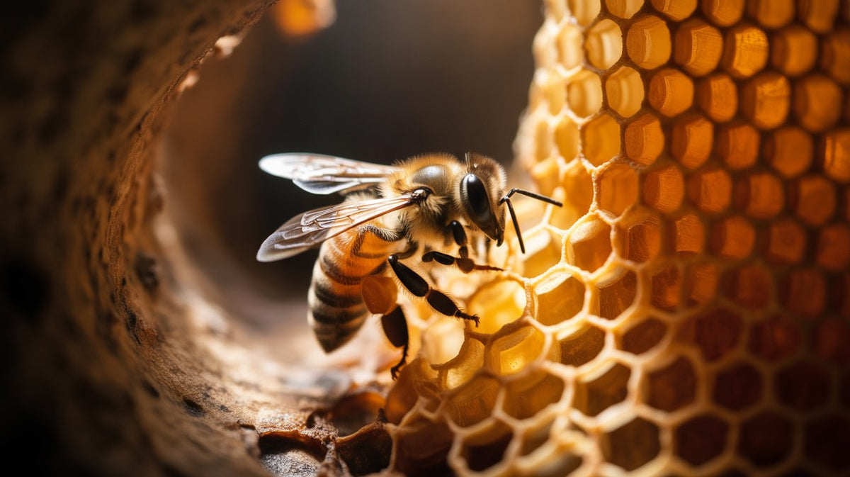 ¿Cómo hacen las abejas sus colmenas? Todo lo que necesitas saber sobre