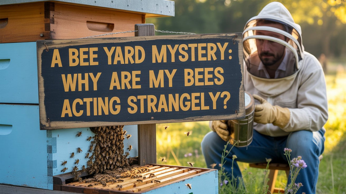 A Bee Yard Mystery: Why Are My Bees Acting Strangely?