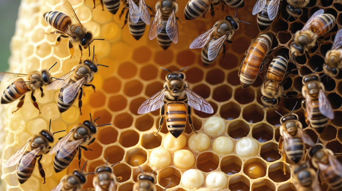 Comment identifier et prendre soin d'une reine des abeilles