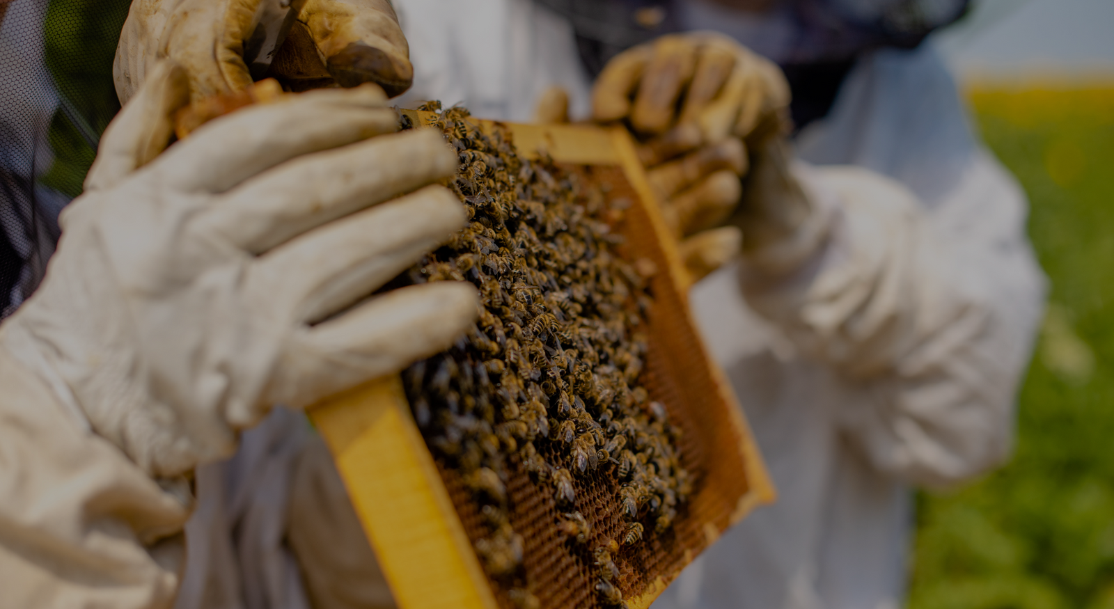 Ozarmour.co | Beekeeping Protective Gears in USA, Uk, Australia